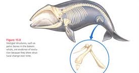 Biology II : Vestigial Structures