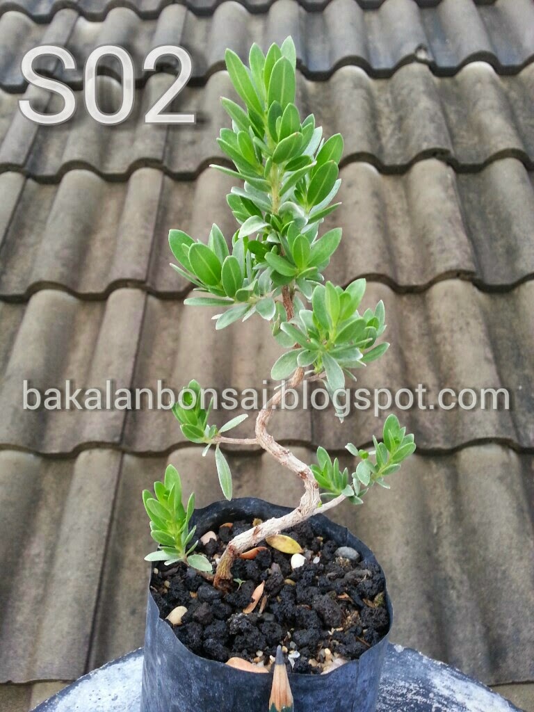 Jual Bakalan Bonsai: SANTIGI (pemphis acidula)