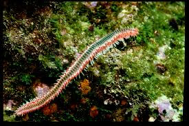 Filo anelídeos | Biologia: A ciência da vida