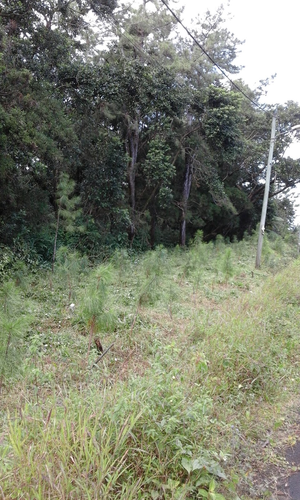FORESTRY IN MAURITIUS: CHRISTMAS TREES