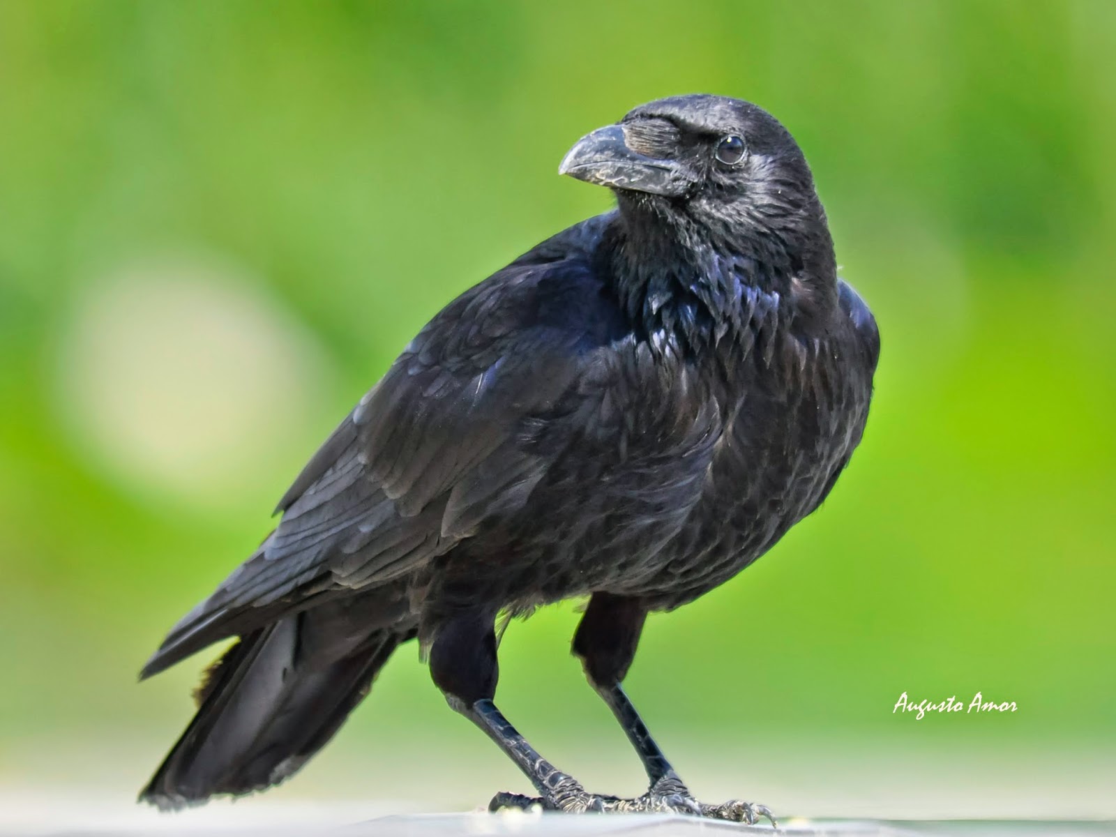 AVES DE MADRID RIO: LA CORNEJA NEGRA
