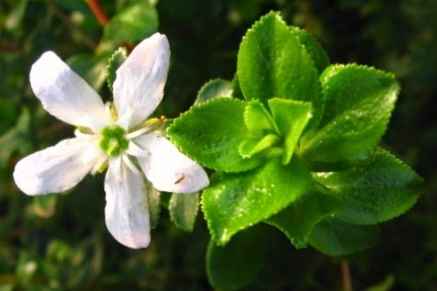 Biosoma: Buchu: la planta estrella de Sudáfrica