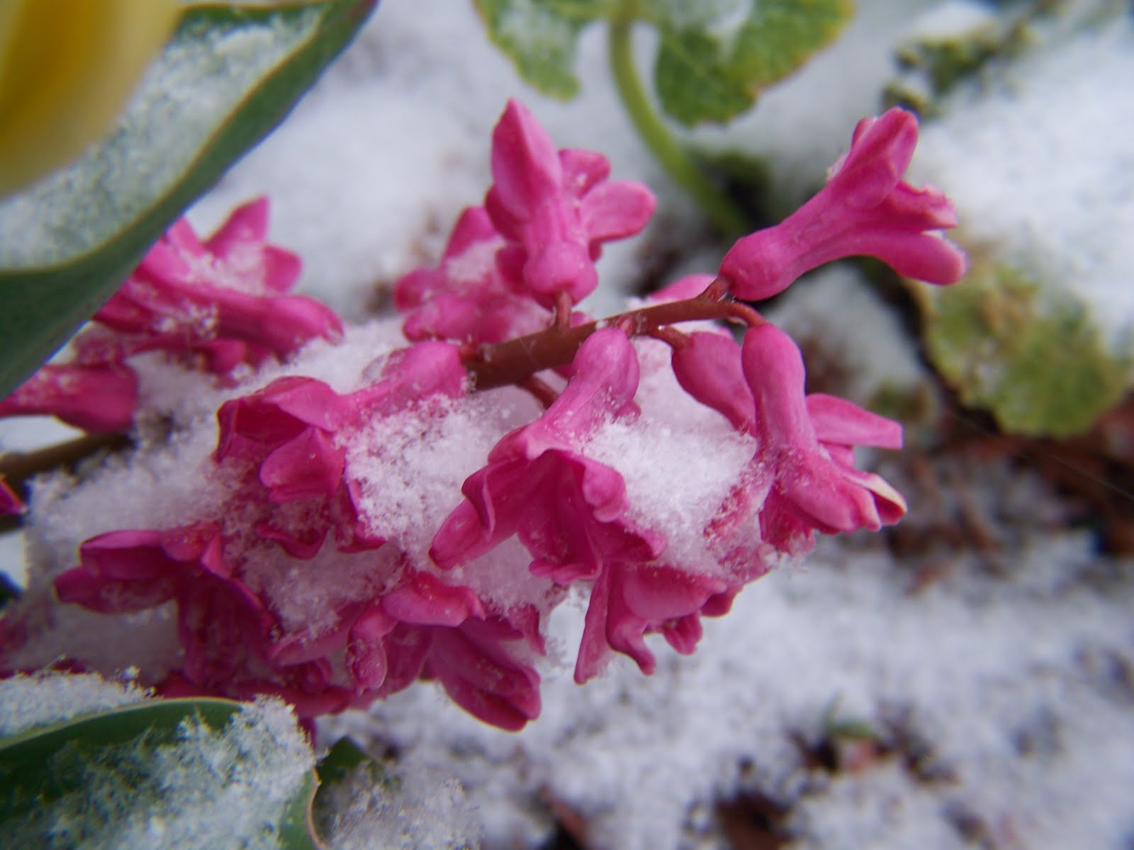 Gardening and Flowers: Pink Hyacinth Flower in the Snow