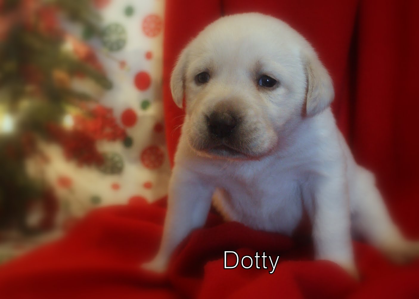 Maplewood Labradors: White Labrador Puppies!!!