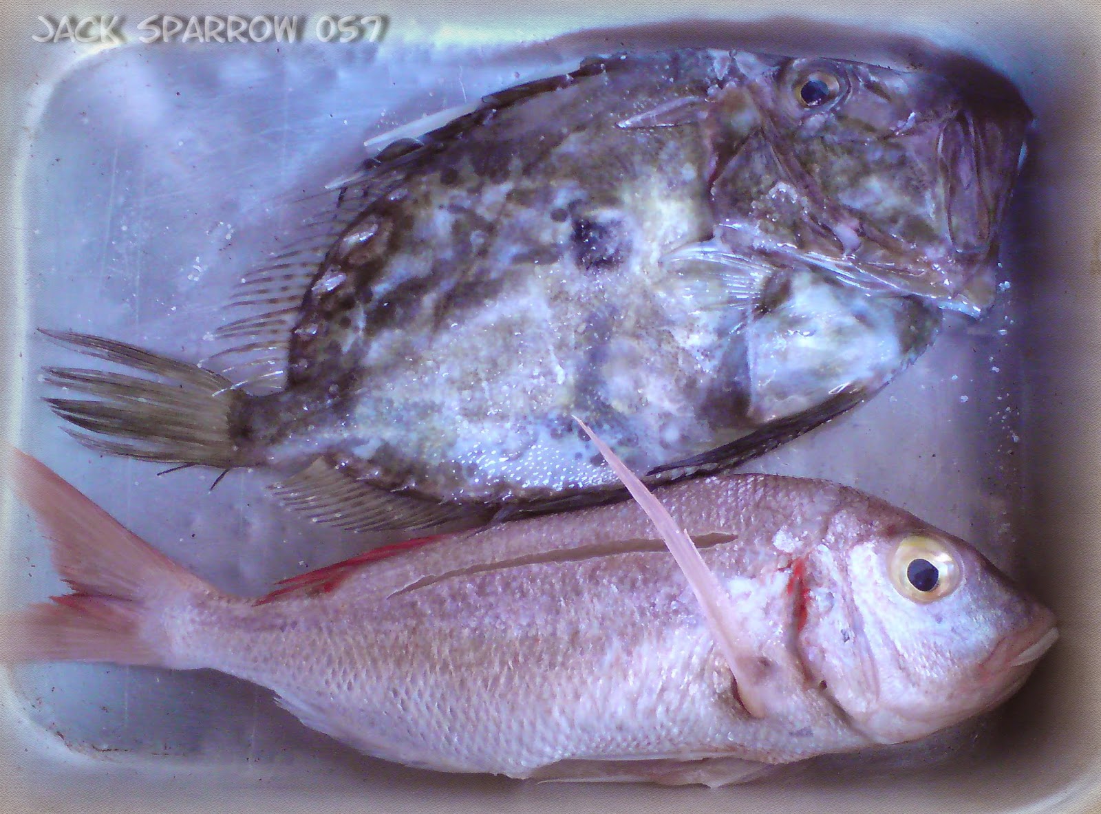 ...jebeš kuhara koji nema sto kila...: ...brodetto od jadranske ribe...