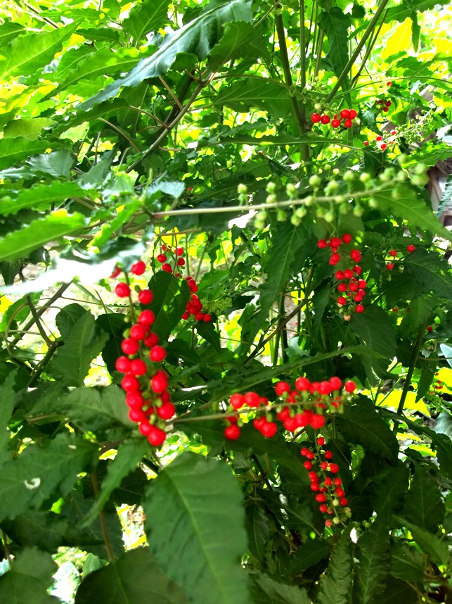 Begini Gambar Tanaman Hias Ranti yang Lagi Ngetrend - Informasi Seputar ...