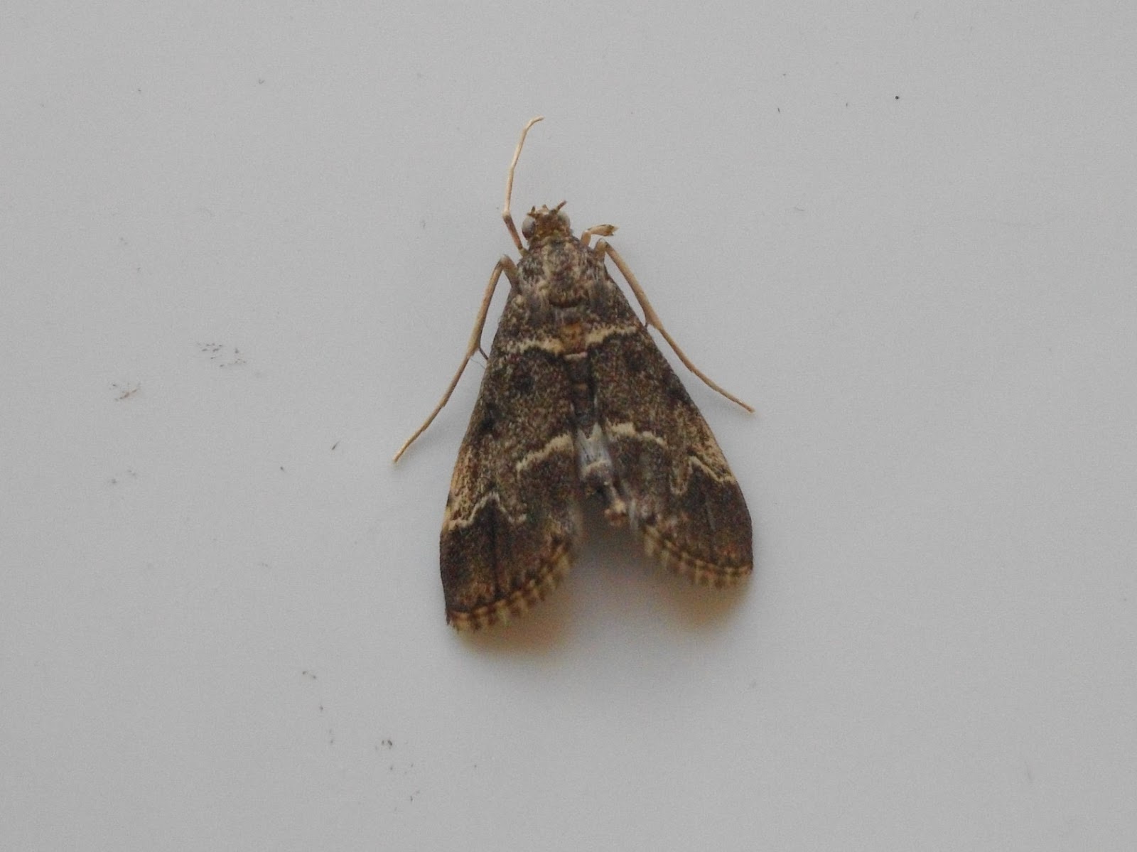 Birds and Beer: NORWICH: Not just a small brown moth