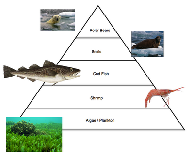 Arctic Food Pyramid