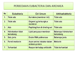 Archaebacteria, Ciri-Ciri dan Peranannya - BELAJAR BIOLOGI BERSAMA