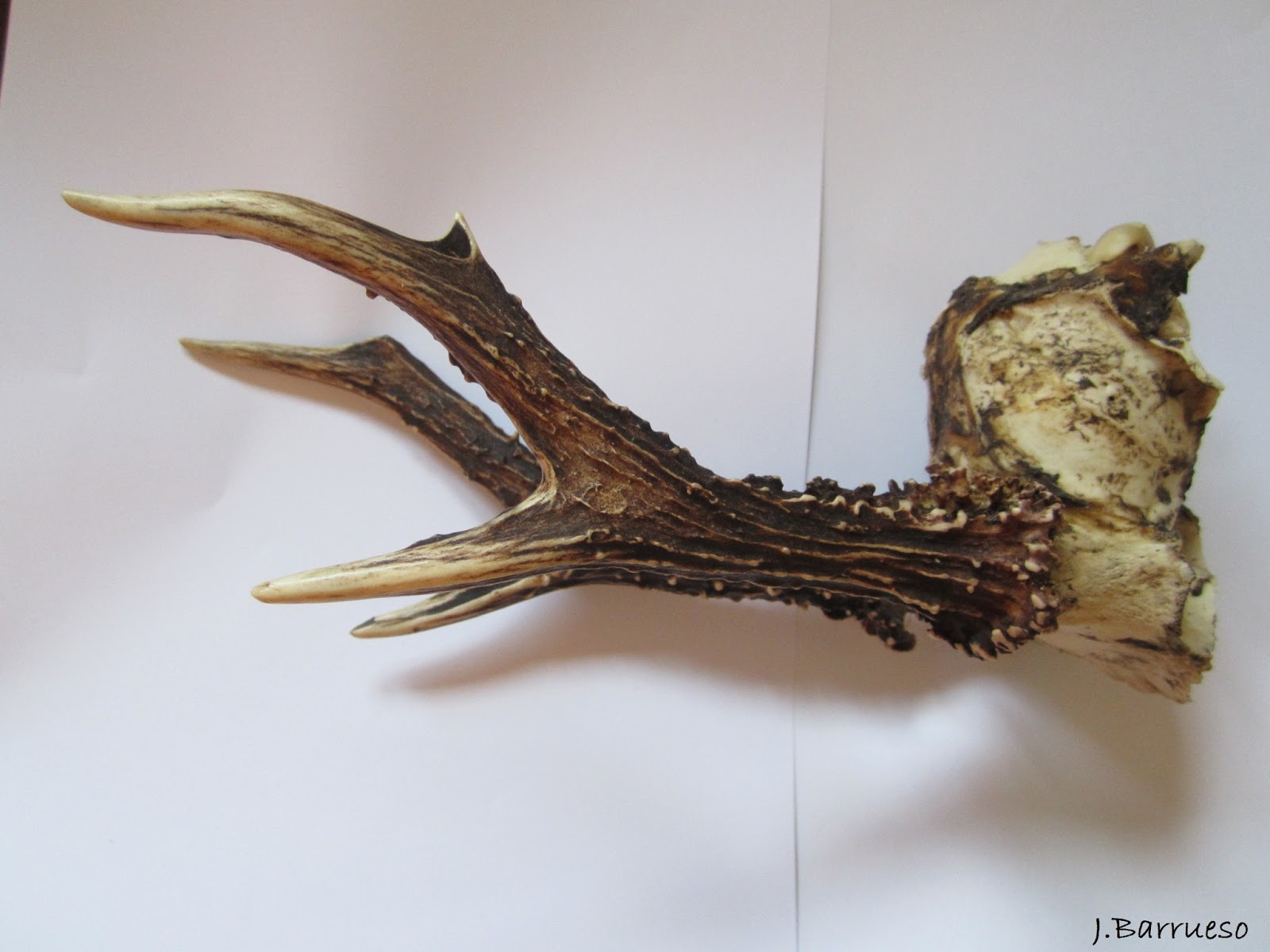 De paseo por la naturaleza: Las cuernas de los ciervos.