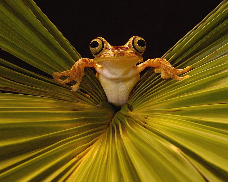 StYliSh zOne: 20 Amazing Frogs HD Wallpapers