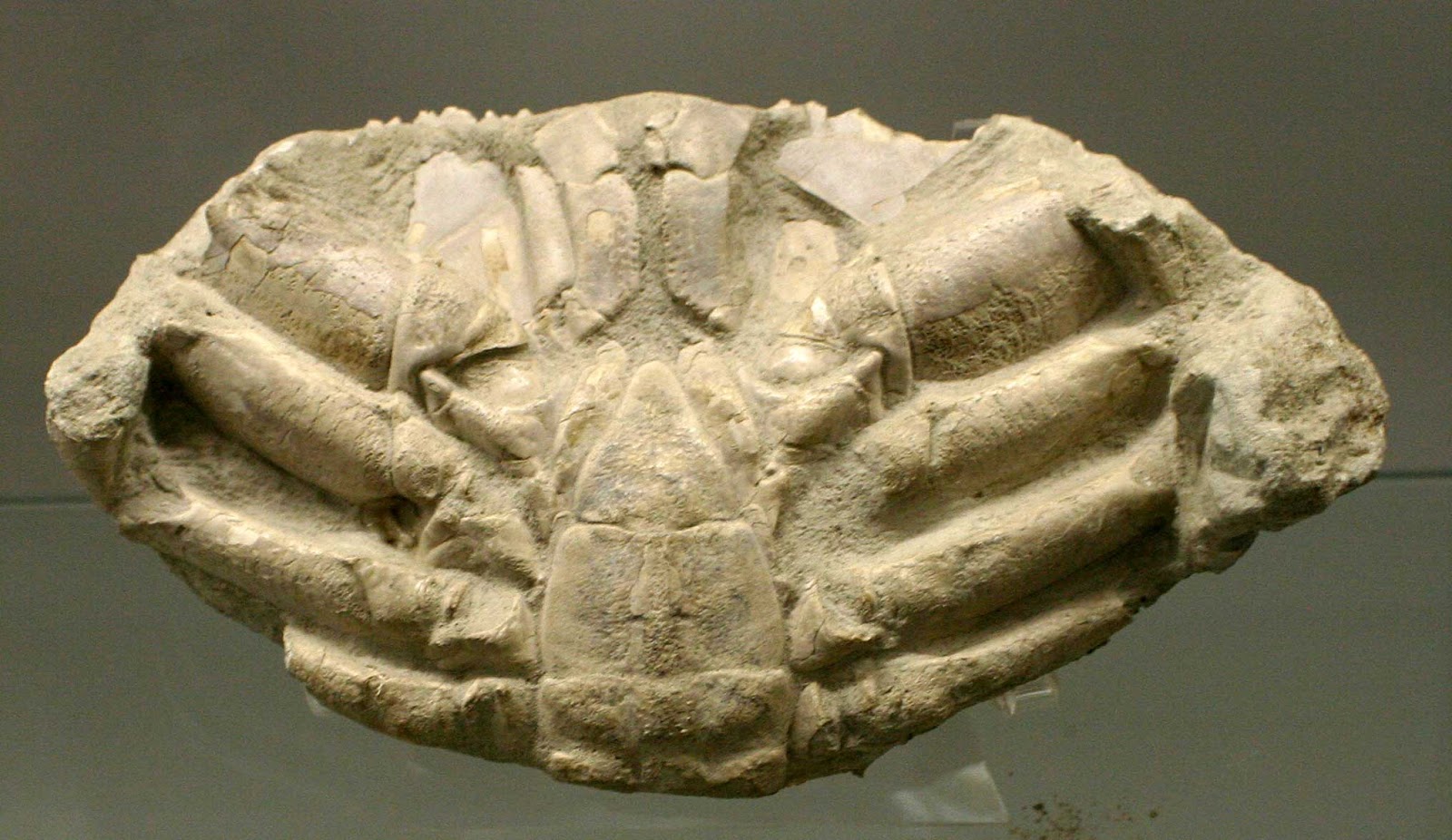 Louisville Fossils and Beyond: Cancer sp. Crab Fossil