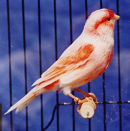 Greek Smile :-): Α canary for pet ~ Καναρίνι για κατοικίδιο