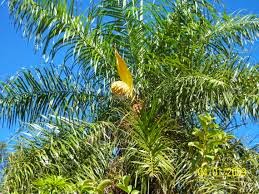 Cultura Guaraní: Mbokajá o cocotero