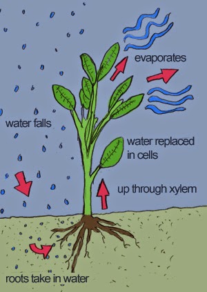 Mr. Gantt's Earth Science Lab Blog: 5th Grade-Week 4 Water Cycle