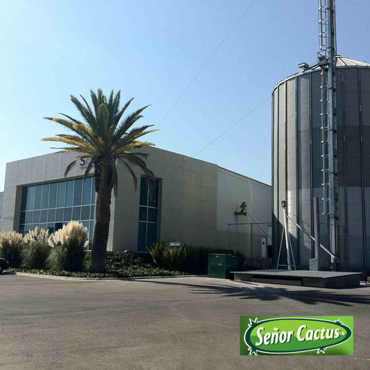 Sr. Cactus: Lo que no sabias del Sr. Cactus