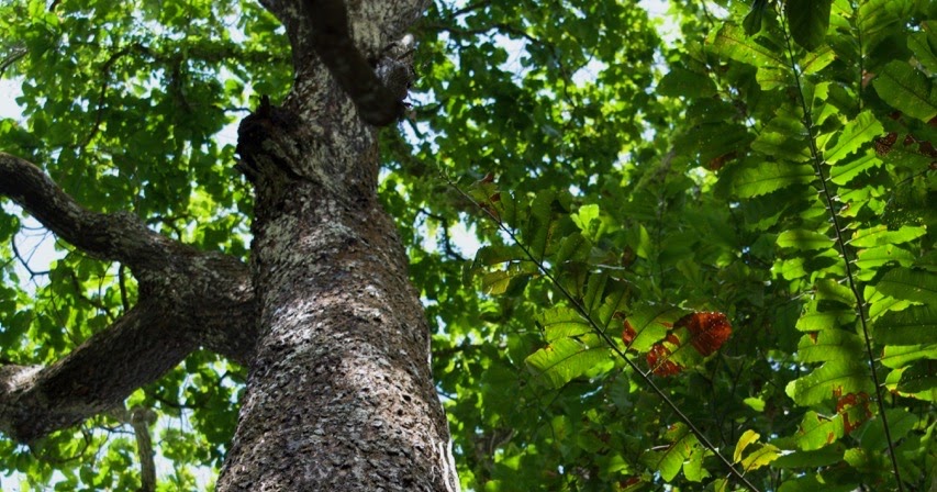 Tropical Biodiversity - Santarém - Pará - Brasil: Brazil nut tree at ...