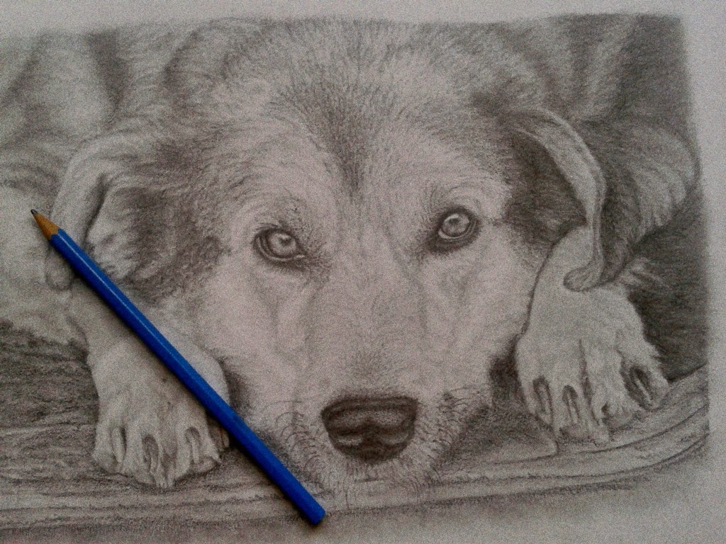 Pencil Drawing of a Loyal Dog