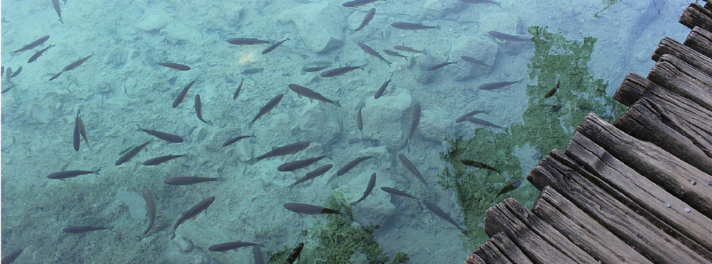 Amisy Fish Feed Machinery: Benefits of Small Scale Urban Fish Farming