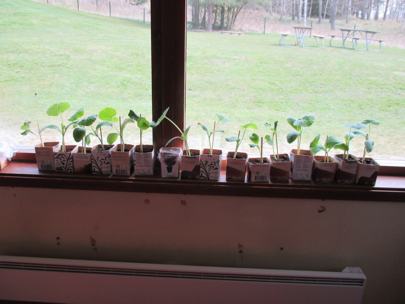 Nygårds förskola: Det växer i vår plantering