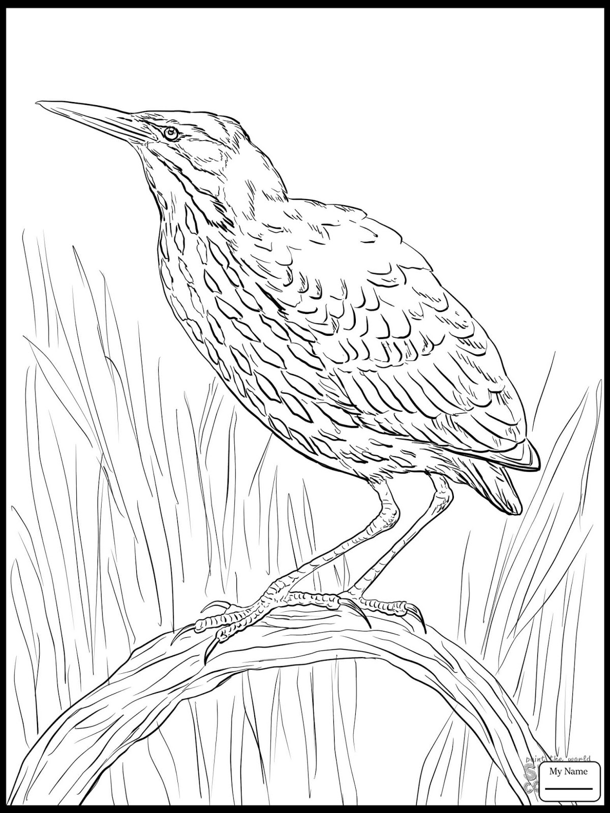 bittern bird coloring pages - jiahajava
