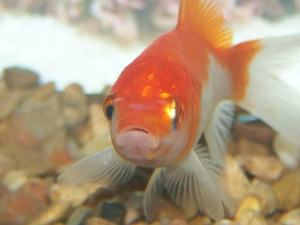 Orange freshwater fish - dadgerty