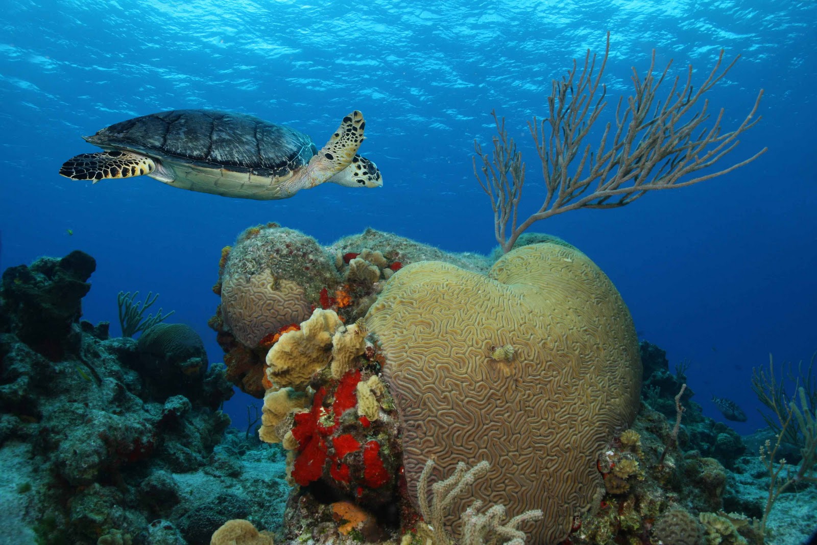 Detrás De Cada Revista La Biodiversidad De MÉxico