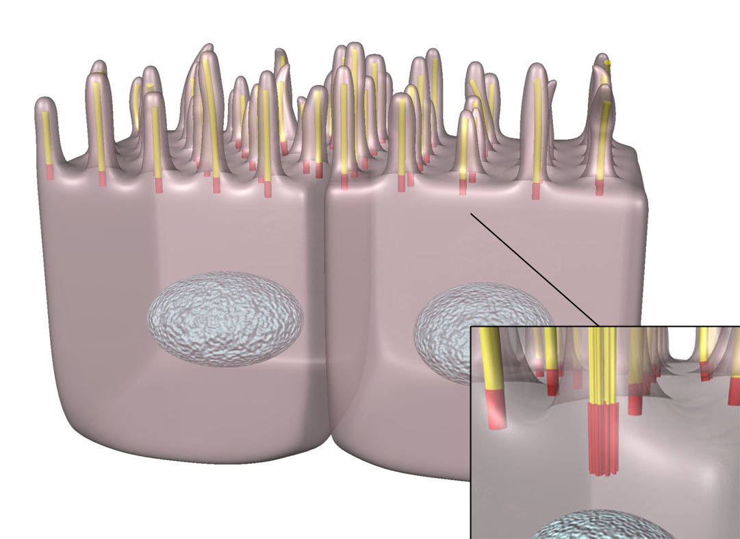 la bio s'anime: Les cellules ciliées