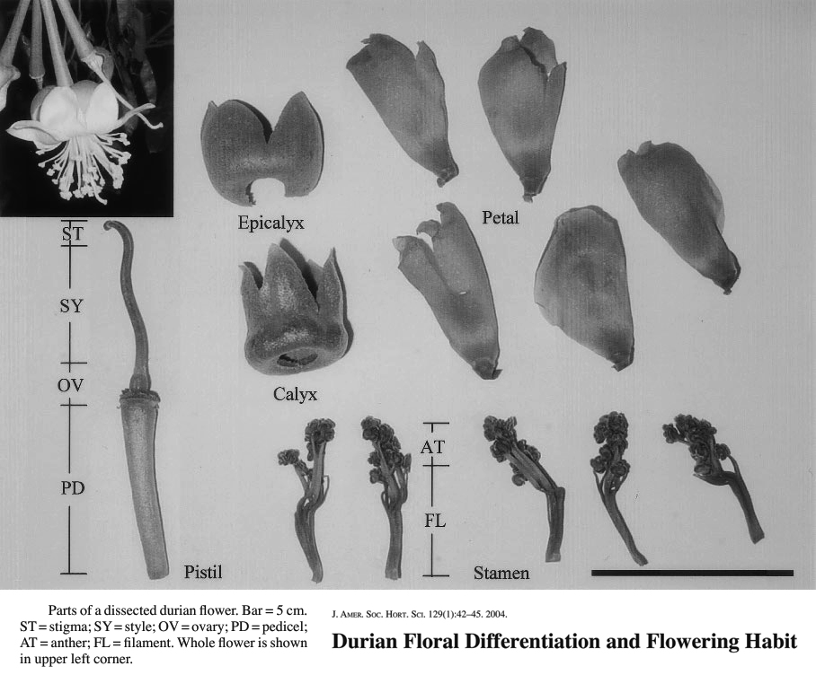 Durian Info: Botany of The Common Durian