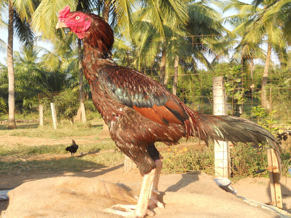 RoysFarm — Asil Chicken