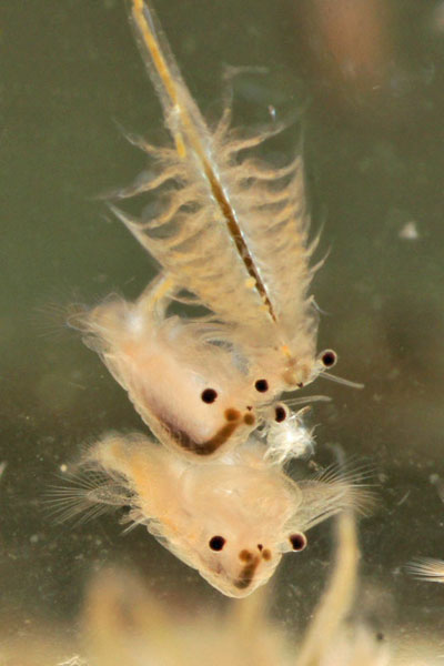 Feenkrebse: Artemia sp.