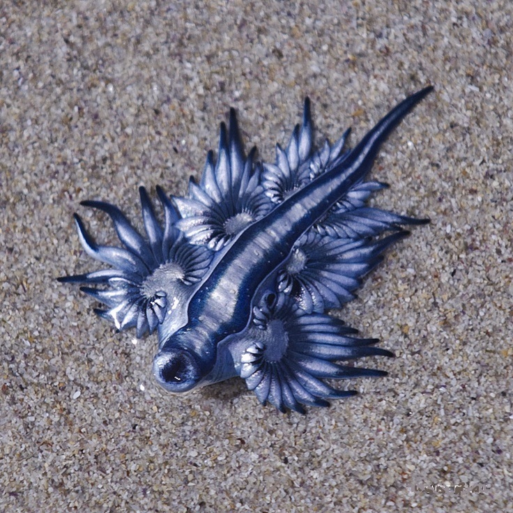 ΘΑΛΑΣΣΙΟ ΧΕΛΙΔΟΝΙ (GLAUCUS ATLANTICUS) photos - wallpapers (ανανεωμένο ...