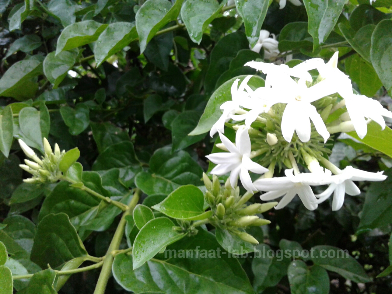 Jenis-jenis bunga melati serta manfaatnya - Manfaat-Lab