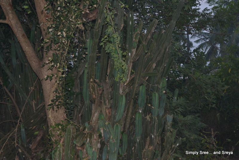 Life in Pictures: Jemudu Chetlu