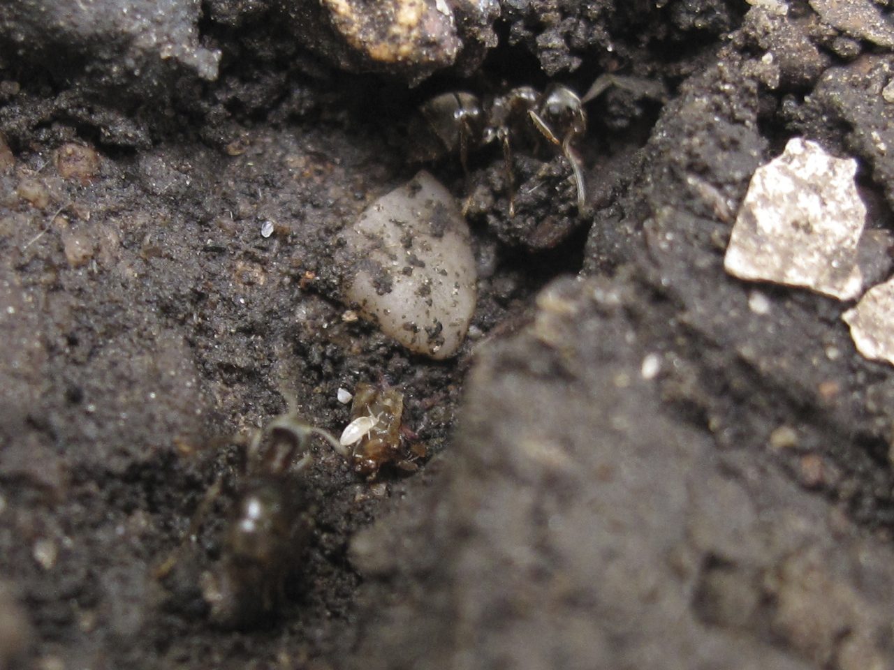 BugBlog: A little collection of litter springtails