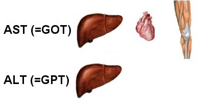 Pemeriksaan SGPT/ALT ~ Medical Laboratory Technologist