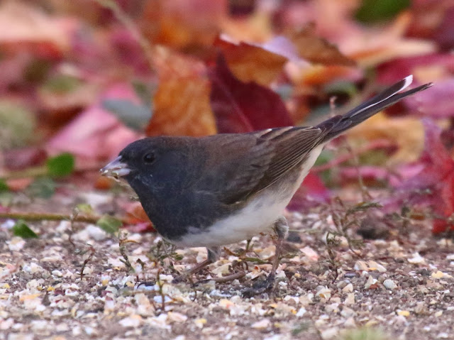 ID: Oregon and Slate-colored forms of Dark-eyed Juncos at Lake Cuyamaca ...