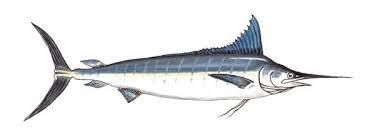 Marlim-azul - PESCA CERRADO