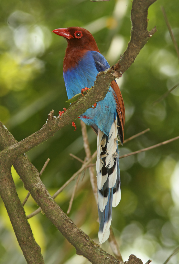 Gary T's Birding Blog: January 2012