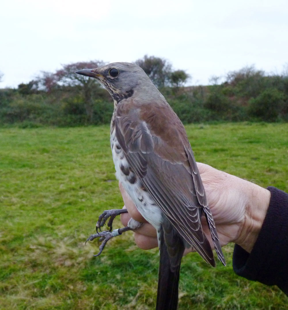Axe Birding: Fieldfare Revisited