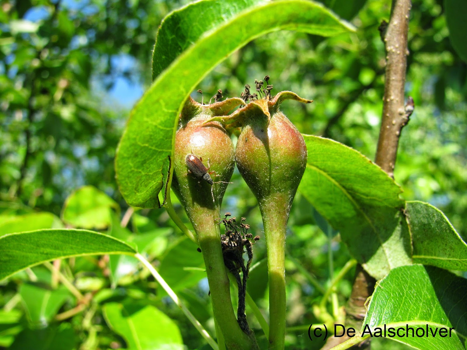 De Aalscholver: Het jaar van de peer