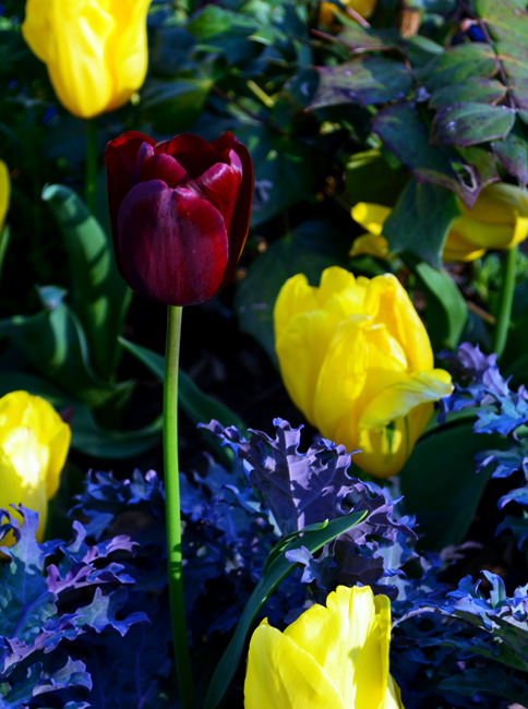 wanderlust ATLANTA: Atlanta Blooms! 2013