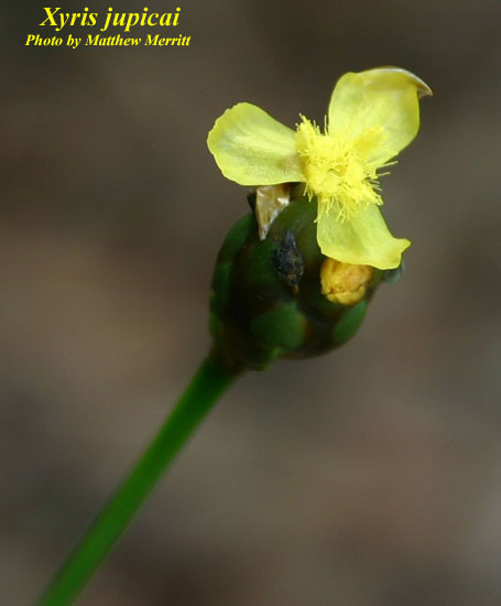 PLANT FAMILIES OF PUERTO RICO AND FLORIDA PAPO VIVES: XYRIDACEAE ...