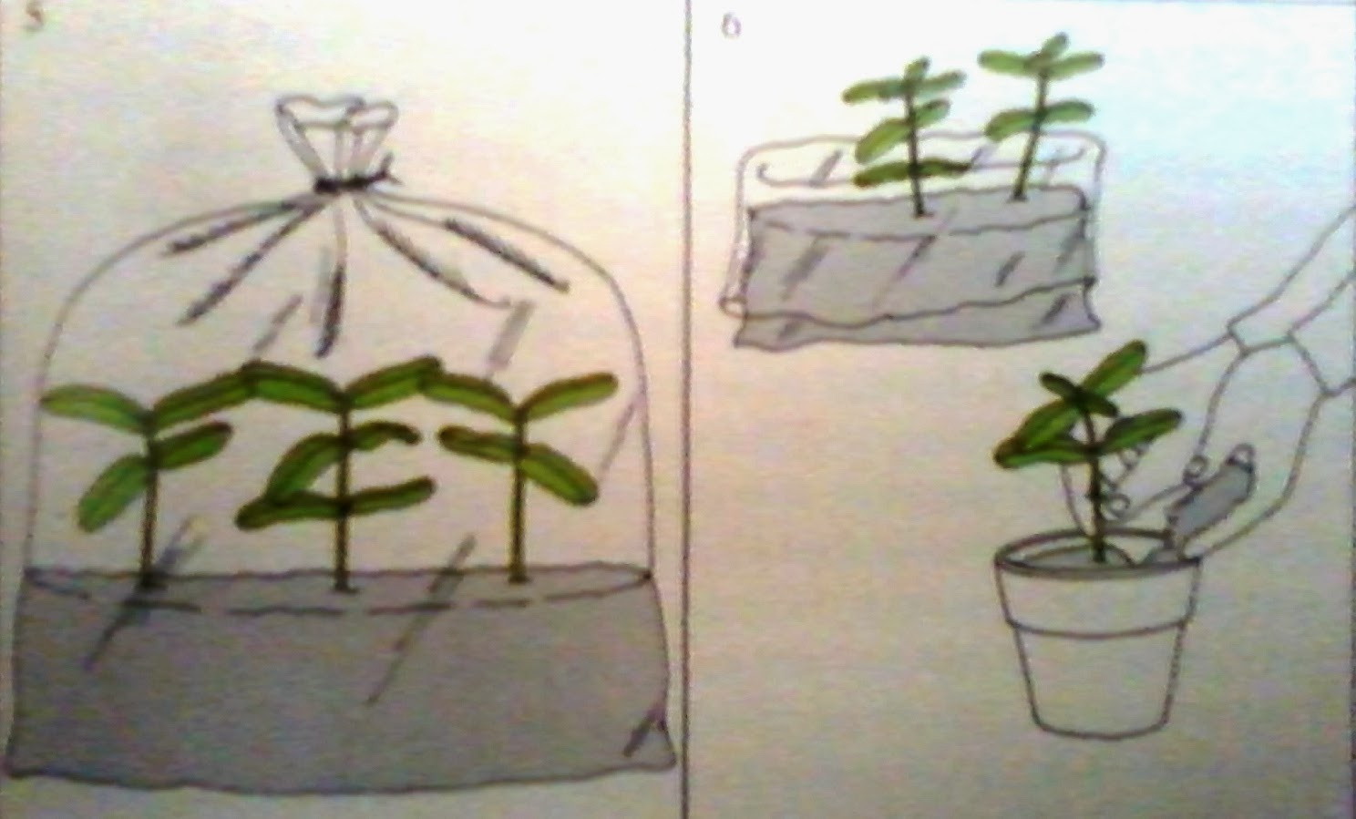 Starting plants from stem cuttings - Plants and Leaves