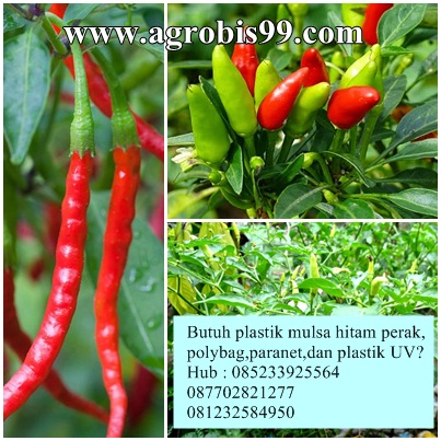 Inilah Cara Tepat Budidaya Cabe Yang Dapat Meningkatkan Hasil Panen ...