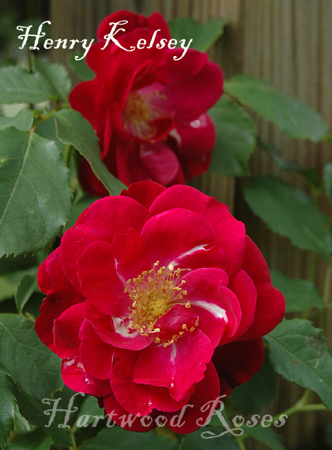 Hartwood Roses: June is for Roses