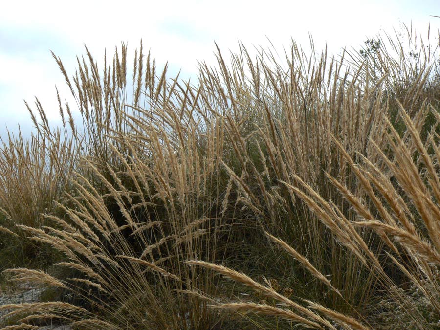 Wildflowers of Andalucia: Stipa tenacissima