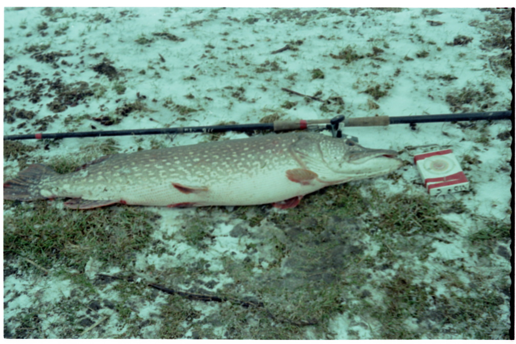 BristolPiker: 1979 - My First 20lb Pike was 28lb 4oz caught in February ...