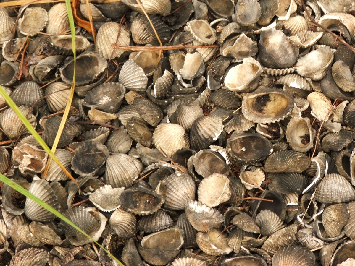 Queensland Coast: Coastal Grasslands near the Tip of Australia