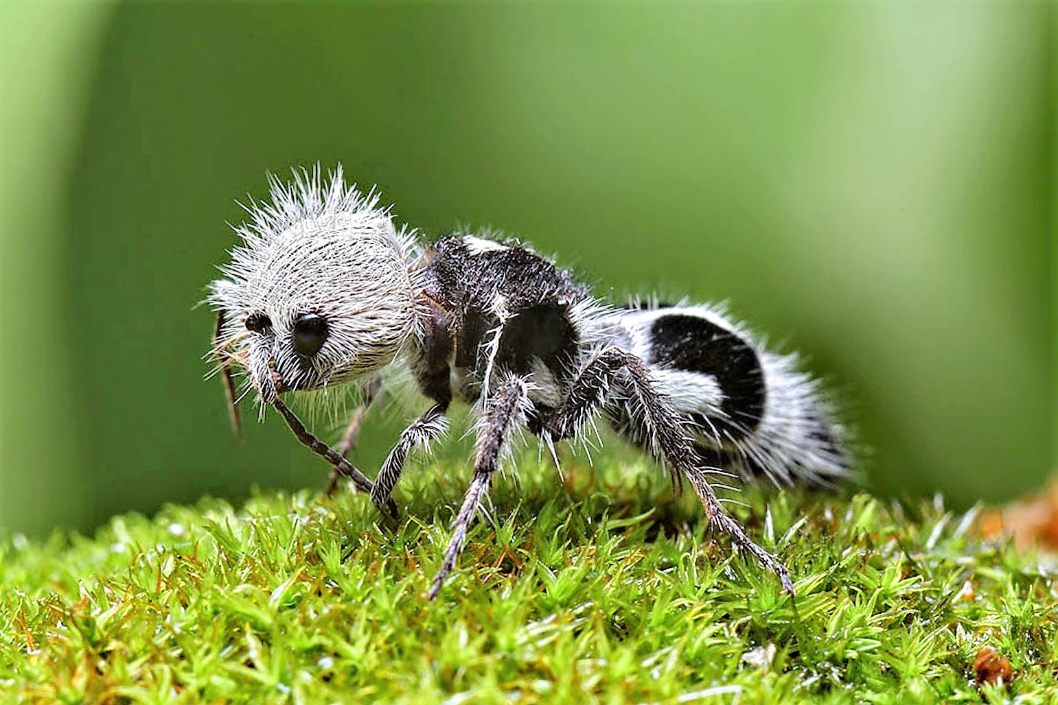 Fieggentrio: Enge, rare en bizarre beesten.